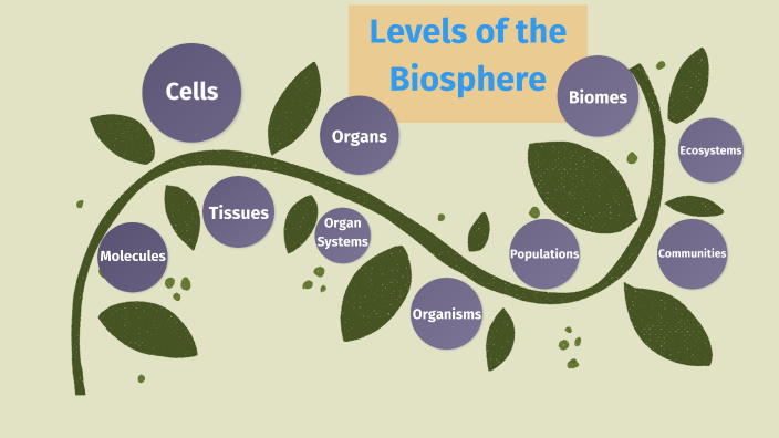 Levels of Organization of the Biosphere by Jackson Penn on Prezi