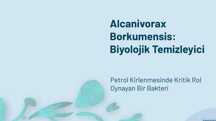 Alcanivorax Borkumensis: Biyolojik Temizleyici by Ahmet Yasin Fırat on ...