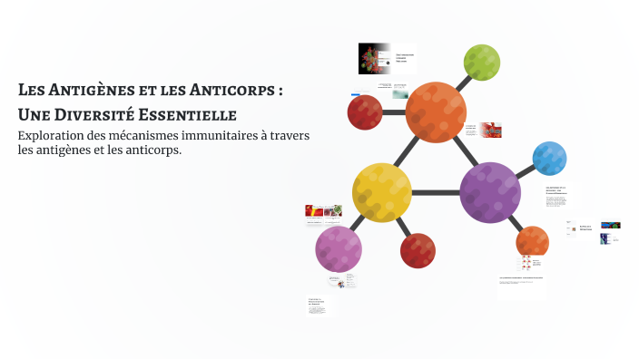 Les Antigènes et les Anticorps : Une Diversité Essentielle by Chahd10 ...