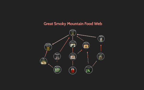 Great Smoky Mountain Food Web by Kayla Porter on Prezi