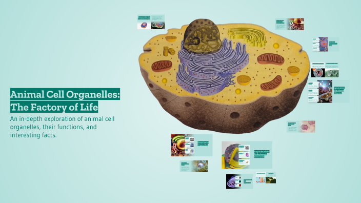 Animal Cell Organelles: The Factory of Life by Leander Holtsoi on Prezi