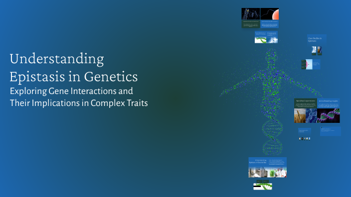 Understanding Epistasis in Genetics by Harshita Eragamreddy on Prezi