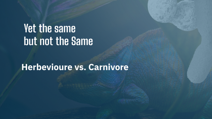 Digestive Systems of Panther Chameleon and Iguana by Jana El-Hassan on ...