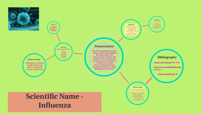 Scientific Name - Influenza by Fiza Khan on Prezi