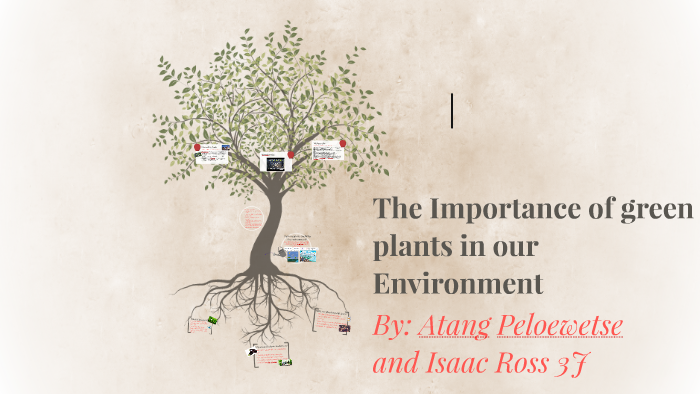 The Importance of Green Plants in our Environment by Atang Peloewetse ...