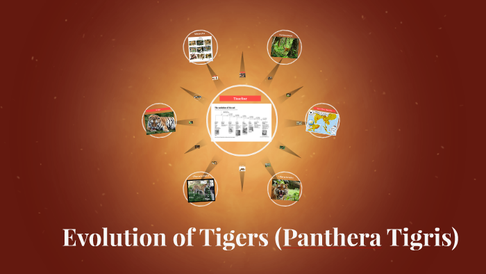 Evolution of Tigers (Panthera Tigris) by Brooke Toms on Prezi