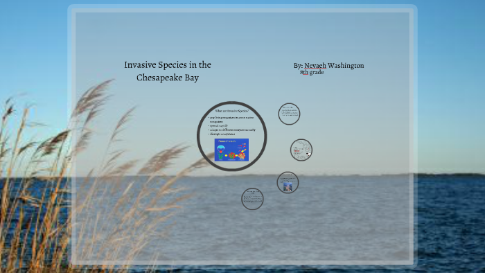 Invasive Species in the Chesapeake Bay by Nevaeh Washington on Prezi