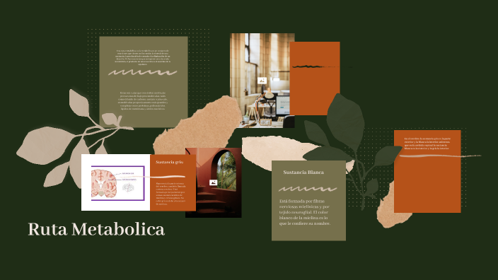 sistema nervioso by Carla Genao on Prezi