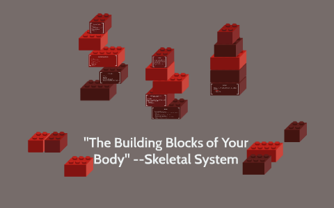 "The Building Blocks of Your Body" --Skeletal System by Hannah Hauck on ...