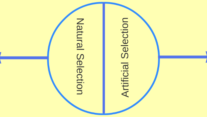Artificial Vs Natural Selection by matthew hayduk on Prezi