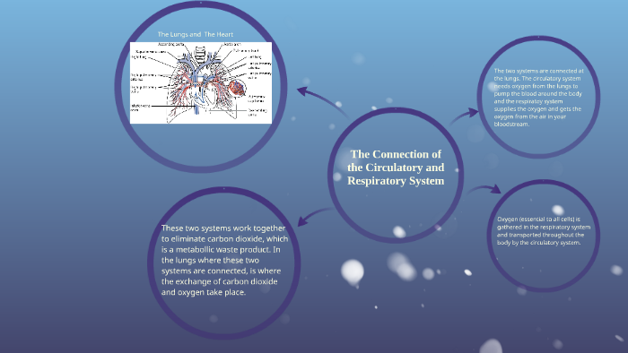 The Connection of the Circulatory and Respiratory System by Sarah ...