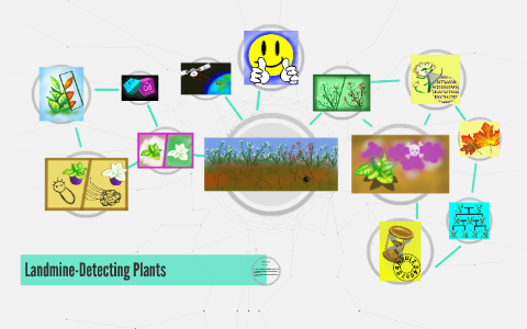 Landmine-Detecting Plants by Rachel Rohe on Prezi