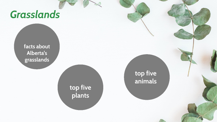 Alberta biomes by desiree downey on Prezi