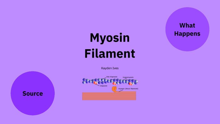 Myosin Filament by Kayden Ives on Prezi