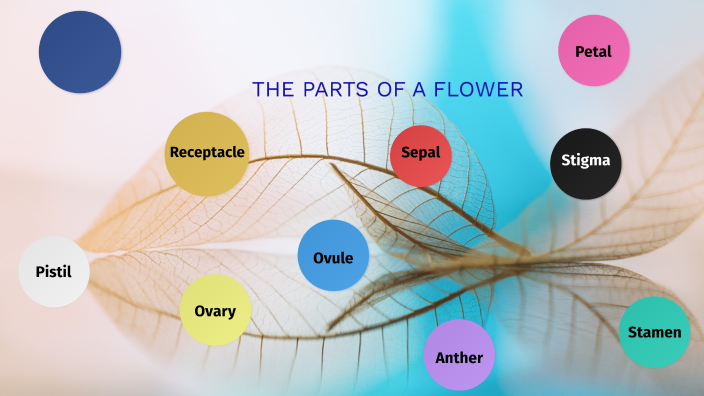 The parts of a flower by Umesh Hora on Prezi