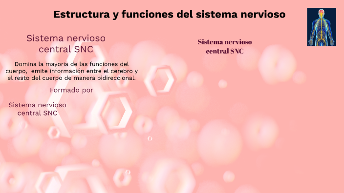 Estructura y función del SNC by Katterine gajardo on Prezi
