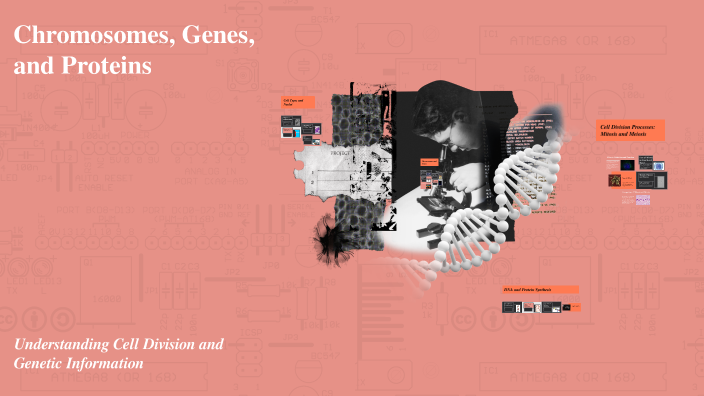 Chromosomes, Genes, and Proteins by Ananya A on Prezi
