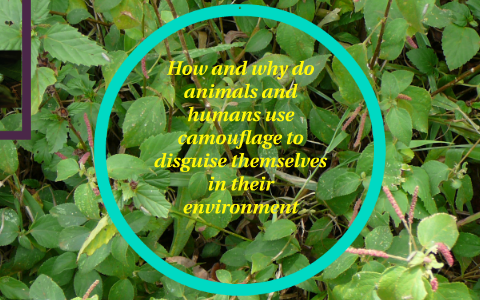 How and why do animals and humans use camouflage to disguise by Harry ...