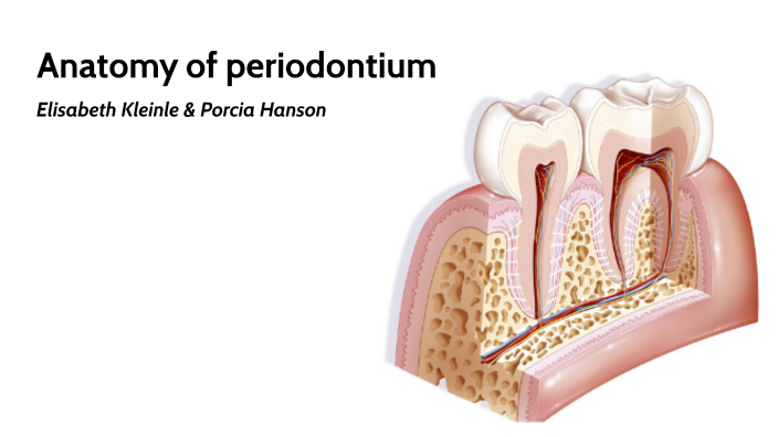 Anatomy of periodontium by P H on Prezi