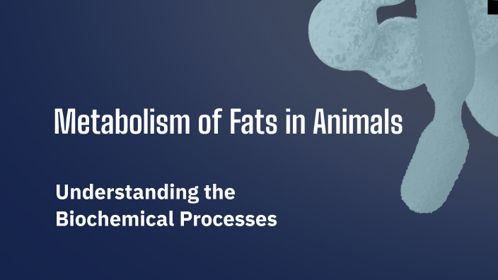 Metabolism of Fats in Animals by weronika lipińska on Prezi