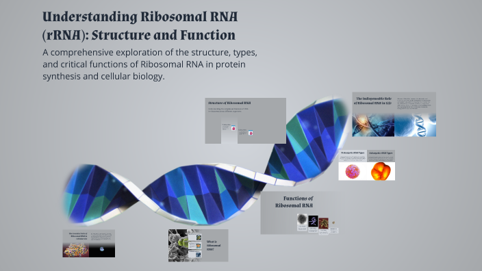 Understanding Ribosomal RNA (rRNA): Structure and Function by catherine ...