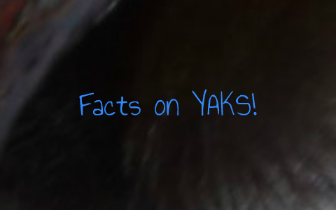 Yaks by Rachel Levison on Prezi