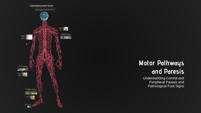 Motor Pathways and Paresis by Anjali Sarraf on Prezi