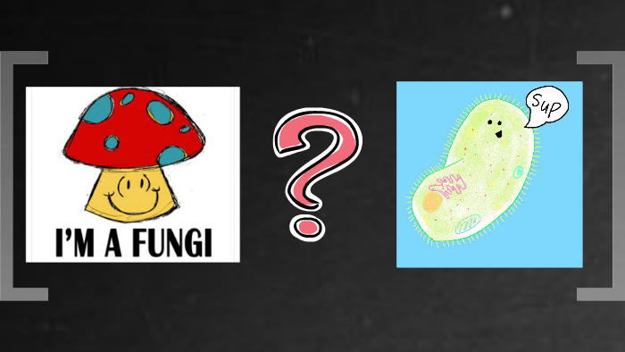 Fungi VS. Protists by Bannon Beall