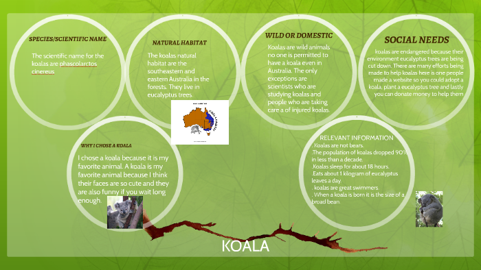 Koala by Kebron Russom on Prezi