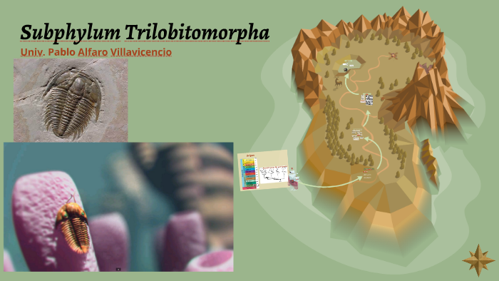 Subphylum Trilobitomorpha by on Prezi