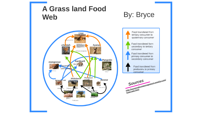 A Grass land Food Web by Bryce taite on Prezi