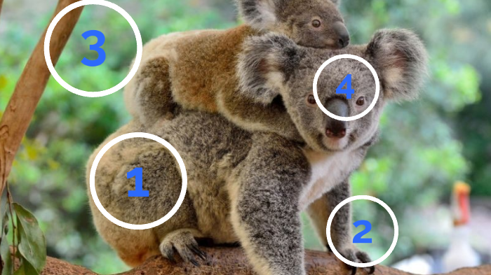 Australie Koala by Robert Rusu on Prezi