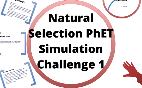 Natural Selection PhET Simulation Challenge 1 by Conrad DeHerrera ...