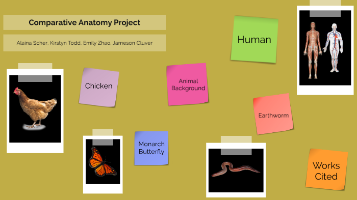 Comparative Anatomy Project by Emily Zhao