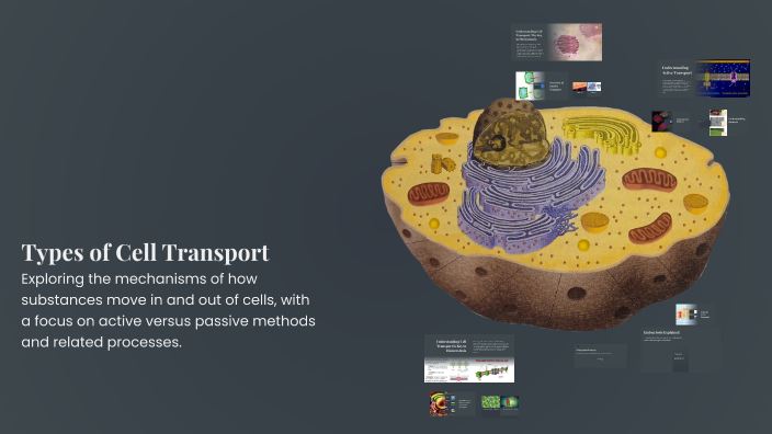 Types of Cell Transport by Roze Anderson on Prezi