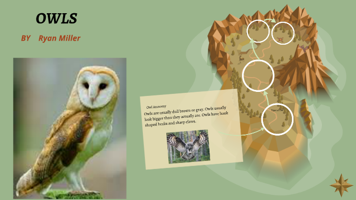 OWLS by Ryan Miller on Prezi