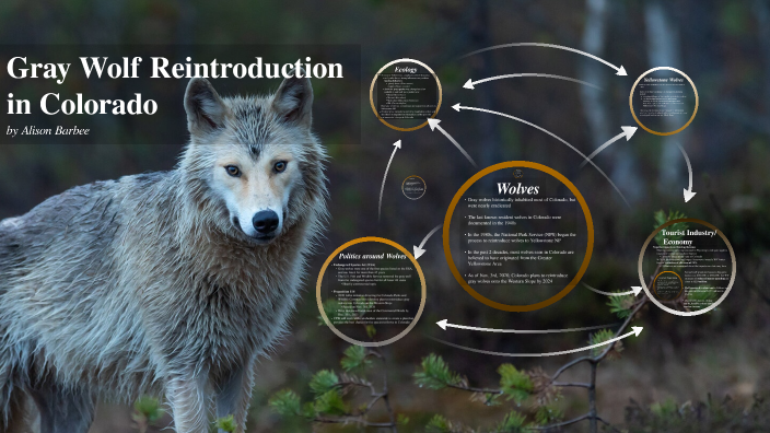 Gray Wolf Reintroduction in Colorado by Alison Barbee on Prezi