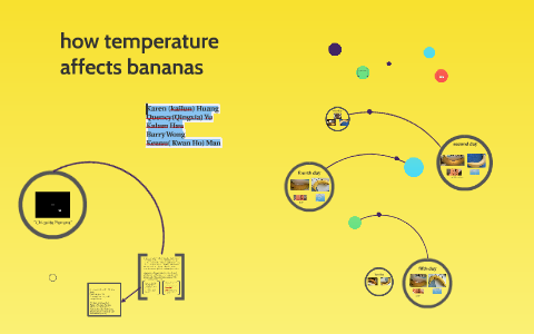 how temperature affects bananas by quency yu on Prezi