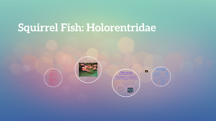 Squirrel Fish by Mayah Dyson on Prezi