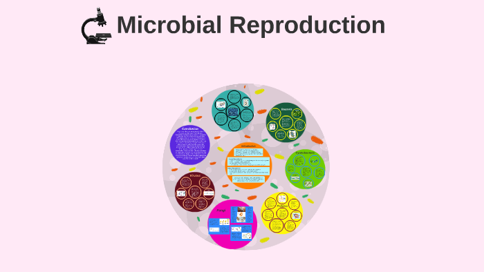 Microbial Reproduction by Jack Sides on Prezi