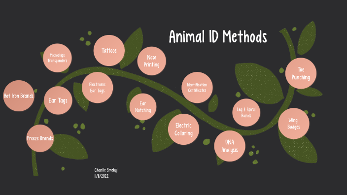 Animal Identification by charlie smehyl on Prezi