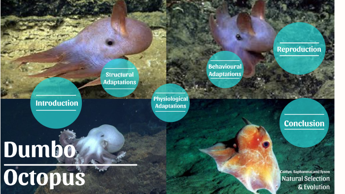 Dumbo Octopus by Caitlyn Conlon on Prezi