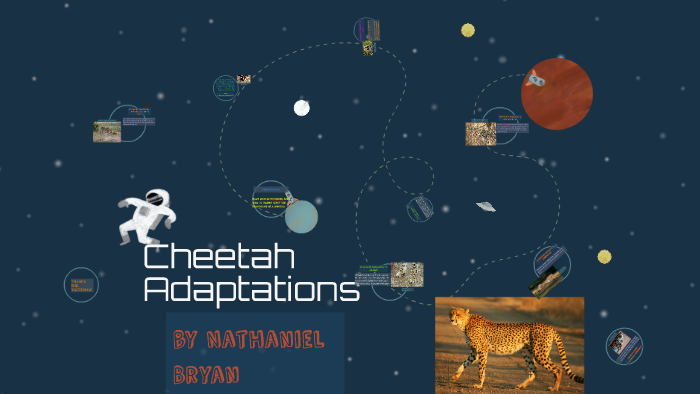 cheetah adaptations by nathaniel bryan on Prezi