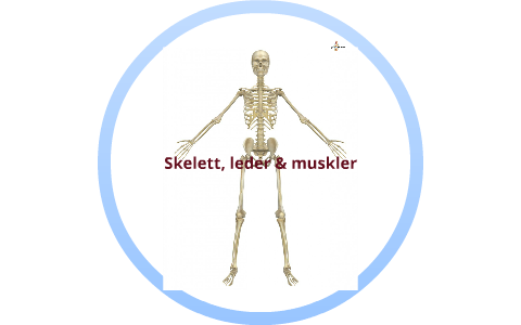 Skelett, muskler & leder by Emelie Eriksson on Prezi