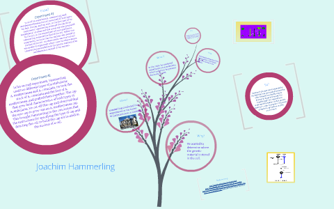 Joachim Hammerling Take 2 by Alex Hayley on Prezi