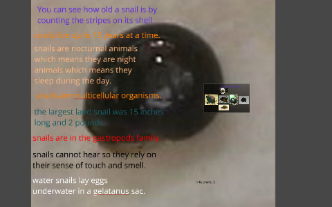 How do snails live by lucas cavanaugh on Prezi