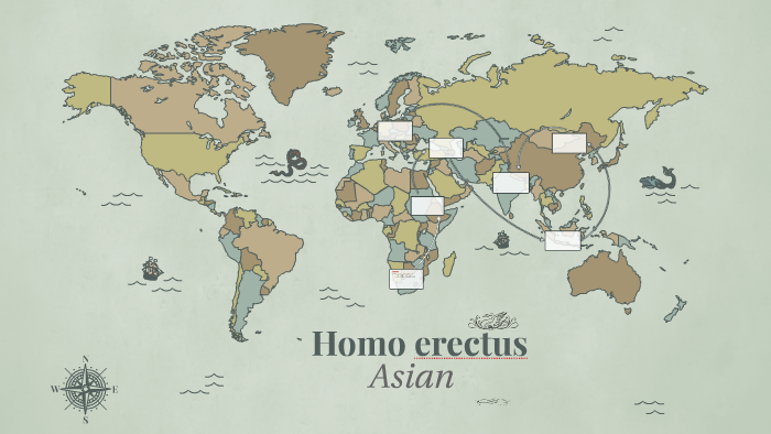 Homo erectus by Kayla Pendergrass on Prezi