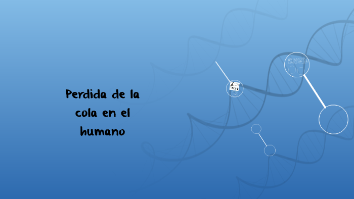 Perdida de la cola en el humano by fabio martinez on Prezi