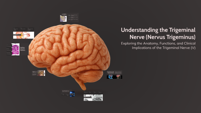 Understanding the Trigeminal Nerve (Nervus Trigeminus) by Soni Talukdar ...