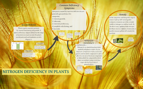 NITROGEN DEFICIENCY IN PLANTS by Ana Ramos on Prezi